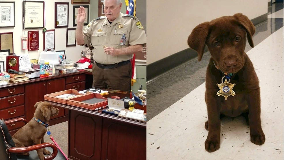 Sheriff's office gets new furry recruit - Working Dog Registry