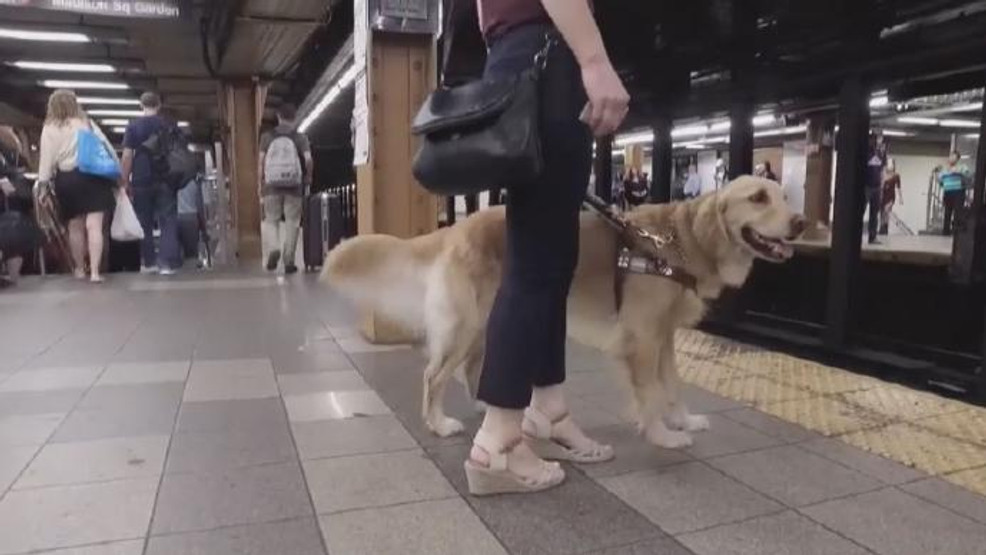 Service Animals At Work | WORKING DOG REGISTRY