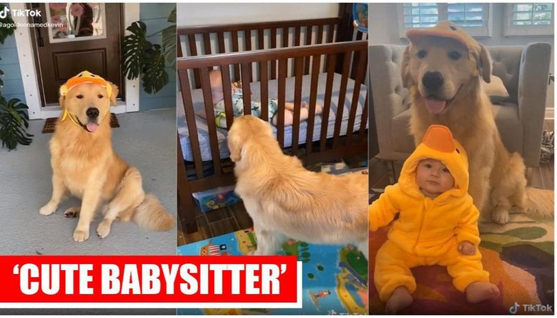 Dog Babysitting Service - Working Dog Registry