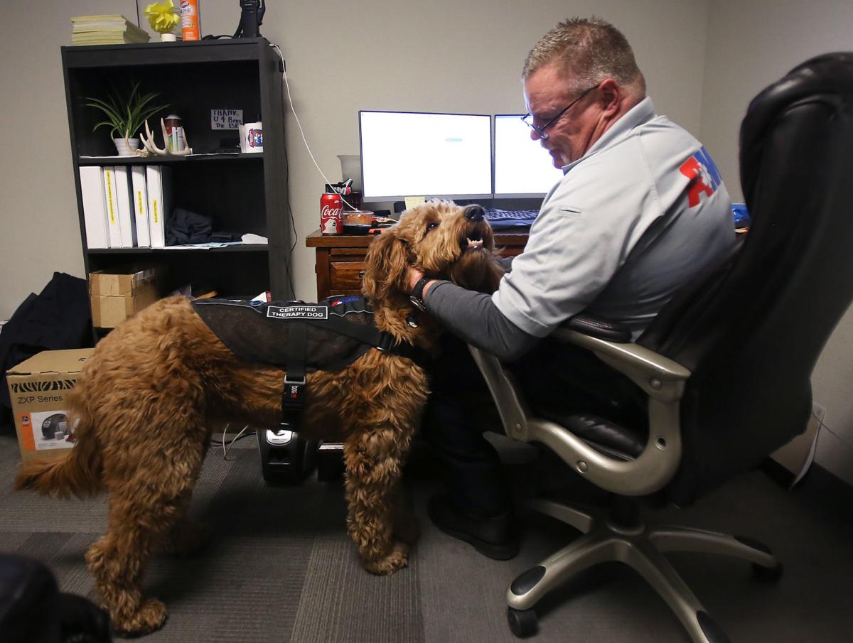 Therapy dog joins ranks - Working Dog Registry