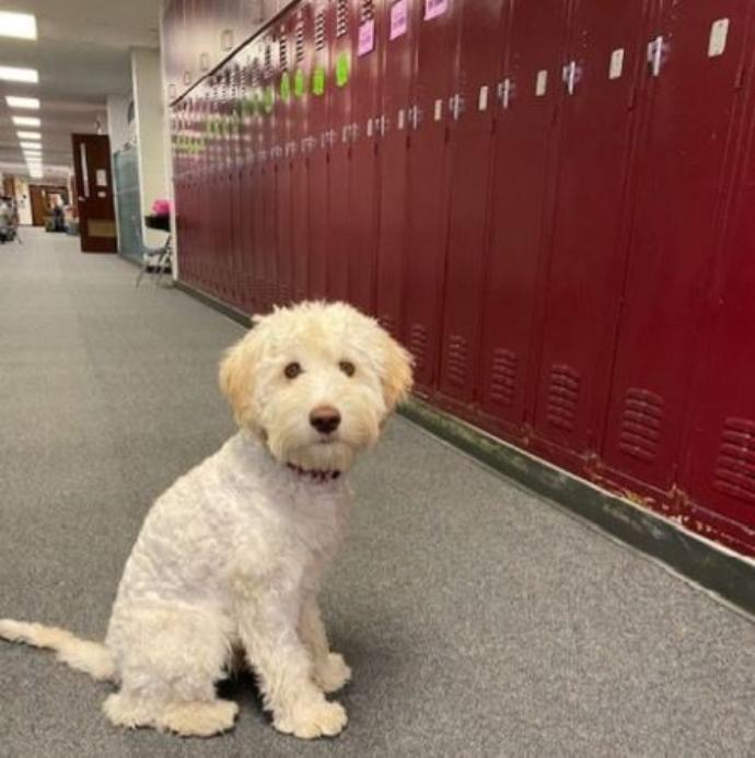 Therapy Dogs At Home - Working Dog Registry