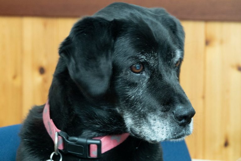 Coast Guard Mascot | WORKING DOG REGISTRY