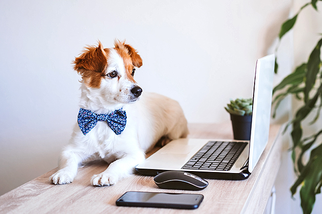 Zoom Therapy Dogs - Working Dog Registry
