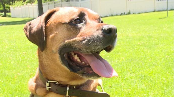 Retired Military Dog - Working Dog Registry