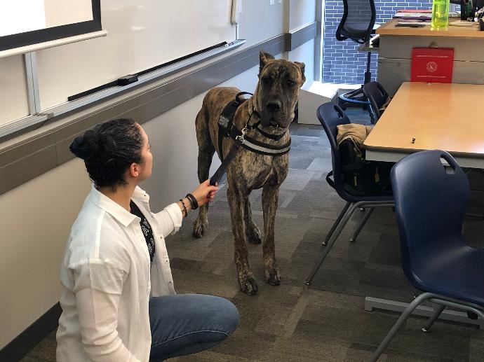 Therapy dog helps students cope with stress - Working Dog Registry