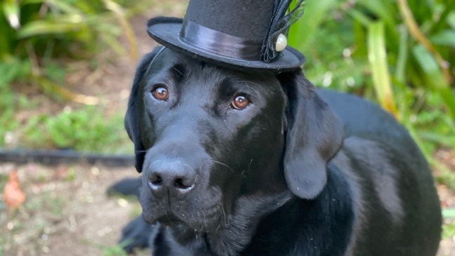 Chappie Checks In | WORKING DOG REGISTRY