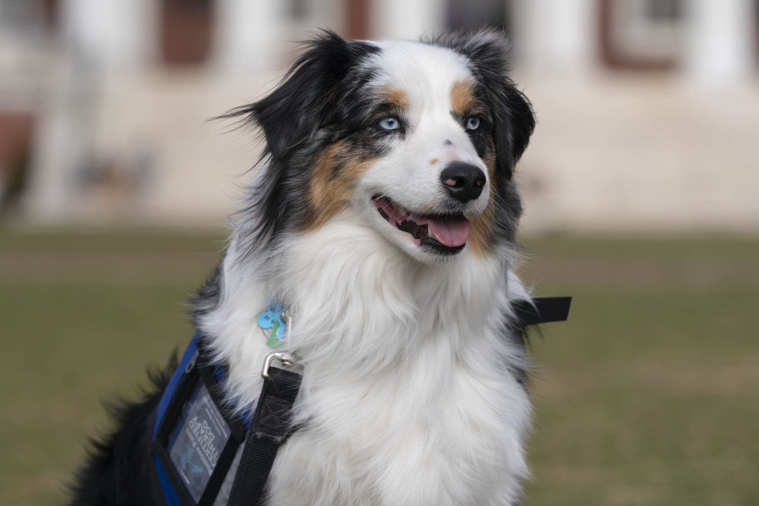 Therapy Dog Works Alongside His Owner in UVA’s Police Department ...