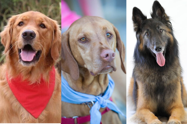 Three Dogs Awarded Paw of Courage | WORKING DOG REGISTRY