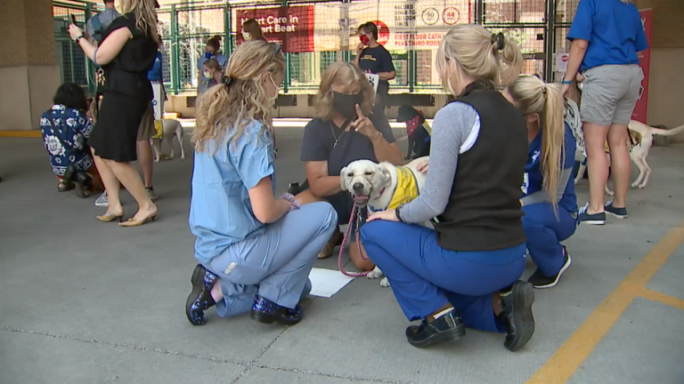 Service Dogs Visit Medical Center | WORKING DOG REGISTRY