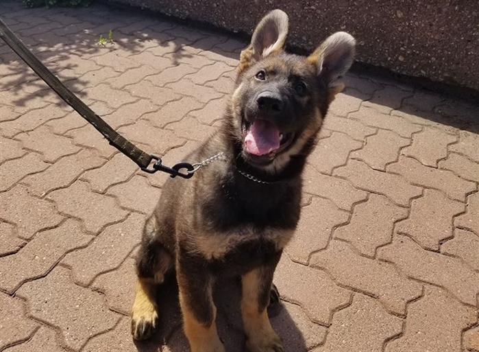 Newest Member Of Vernon RCMP | WORKING DOG REGISTRY