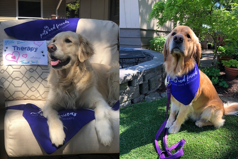 Therapy Dogs Helping Kids - Working Dog Registry