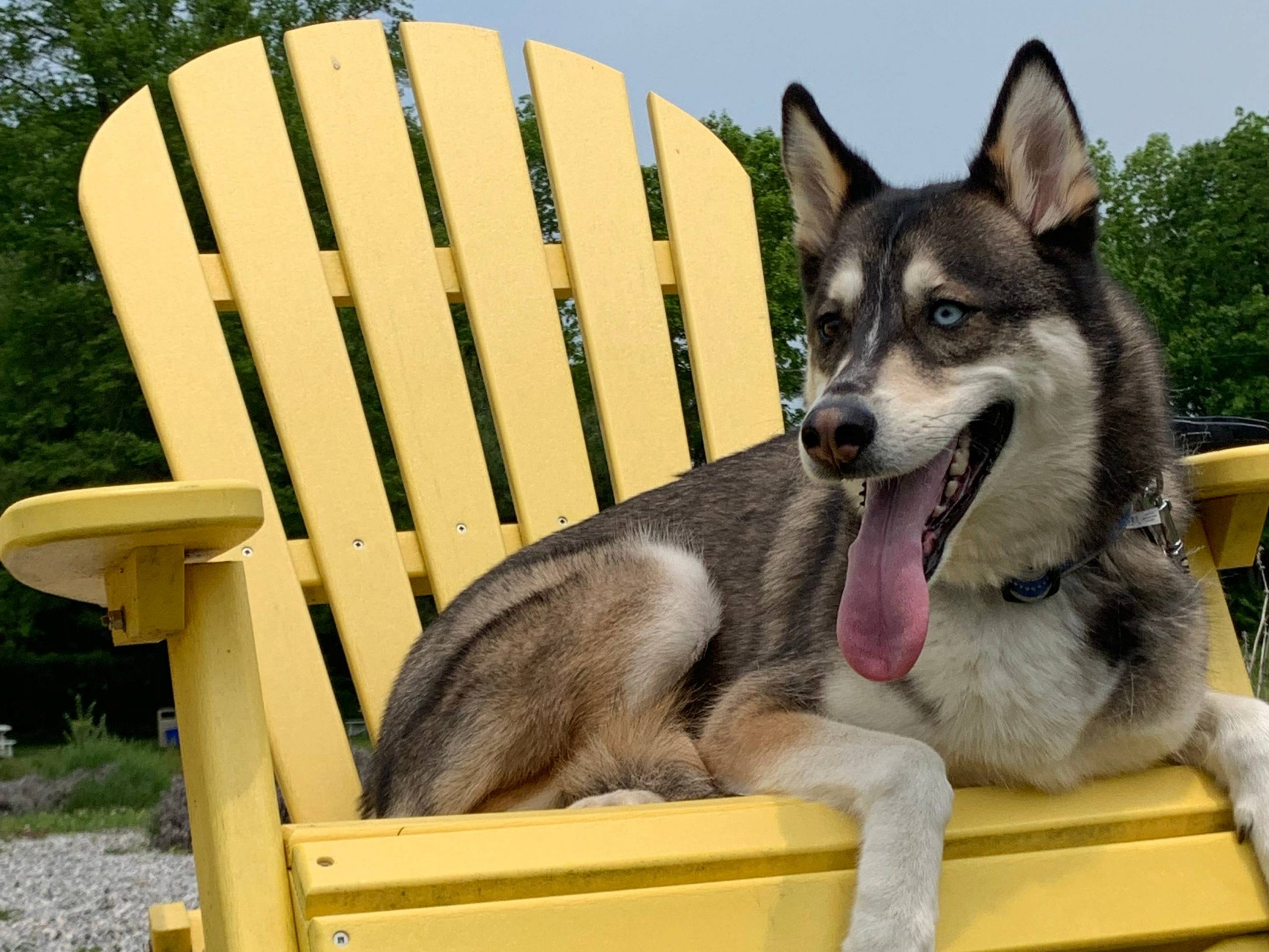 University’s Staff Therapy Dog Continues to Bring Comfort - Working Dog ...