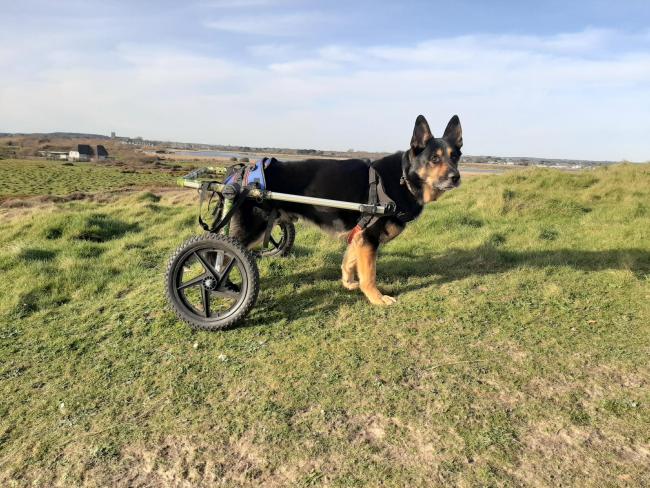 Retired Police Dog Gets New Wheels | WORKING DOG REGISTRY