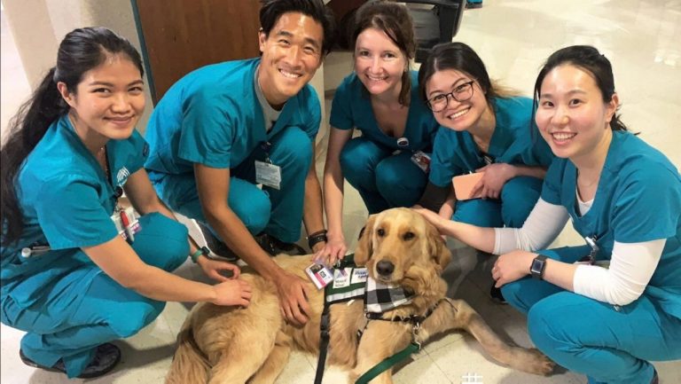 Therapy Dogs Bringing Happiness | WORKING DOG REGISTRY