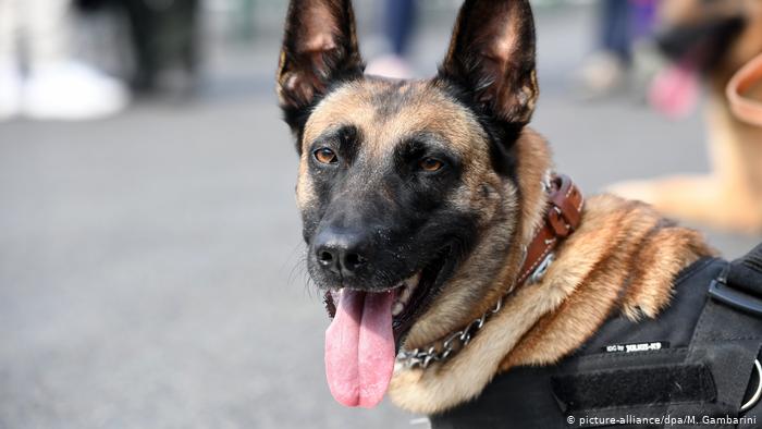 Military Sniffer Dogs - Working Dog Registry