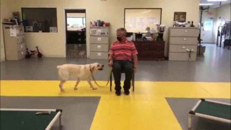 Service Dogs In Training | WORKING DOG REGISTRY