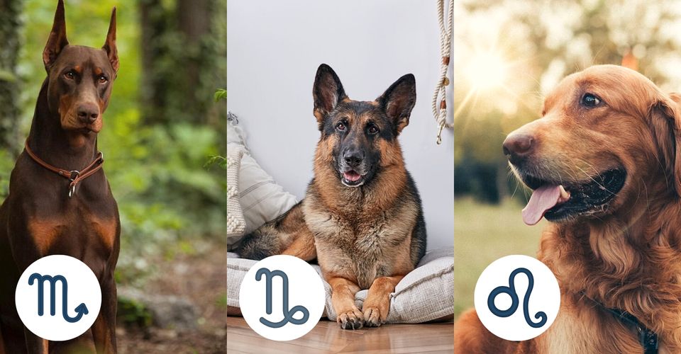 Breeds For Your Zodiac | WORKING DOG REGISTRY