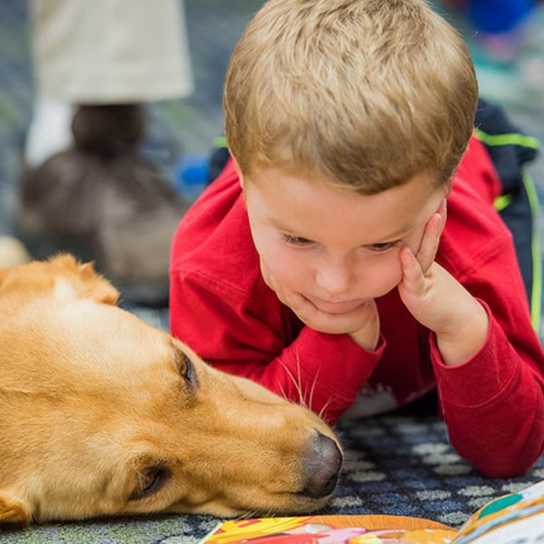 How Therapy Dogs Can Help | WORKING DOG REGISTRY