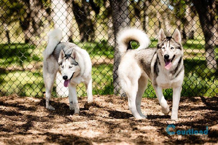 RRUFF Dog Park | WORKING DOG REGISTRY