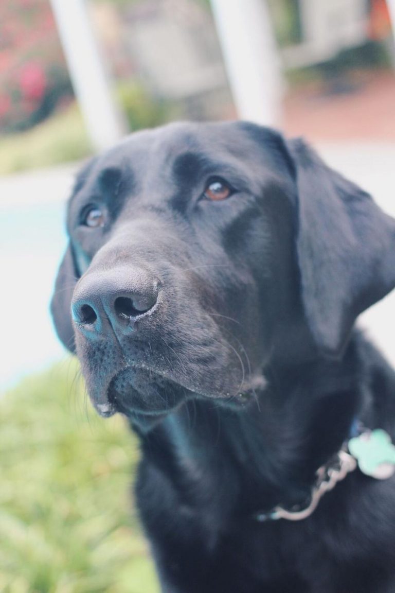 Southeastern Guide Dogs | WORKING DOG REGISTRY