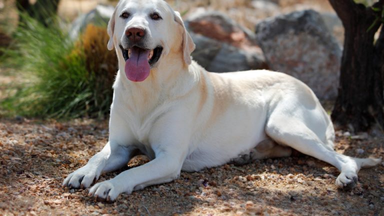 All-American Dog | WORKING DOG REGISTRY