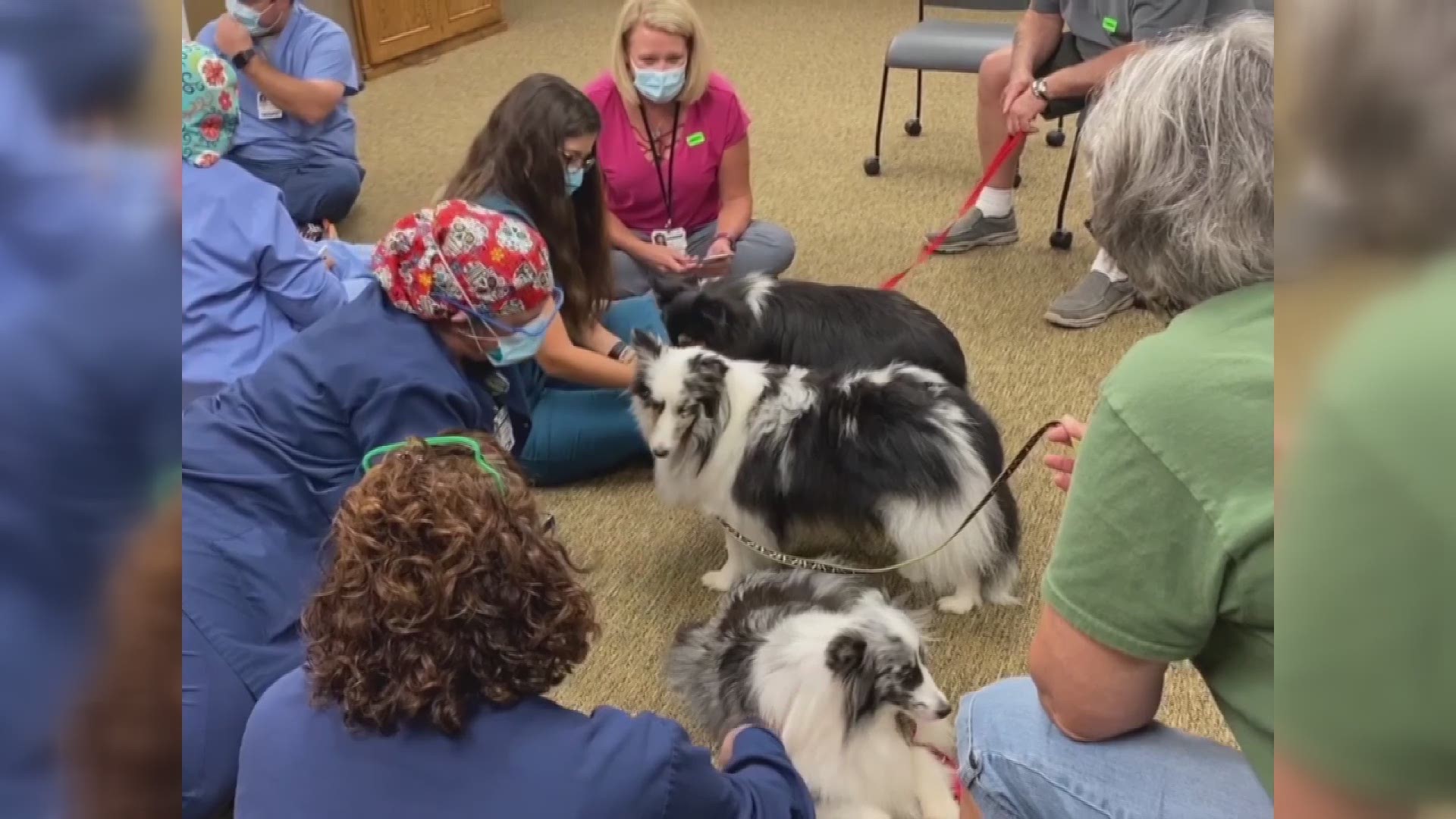 Therapy Dogs Visit Hospital - Working Dog Registry