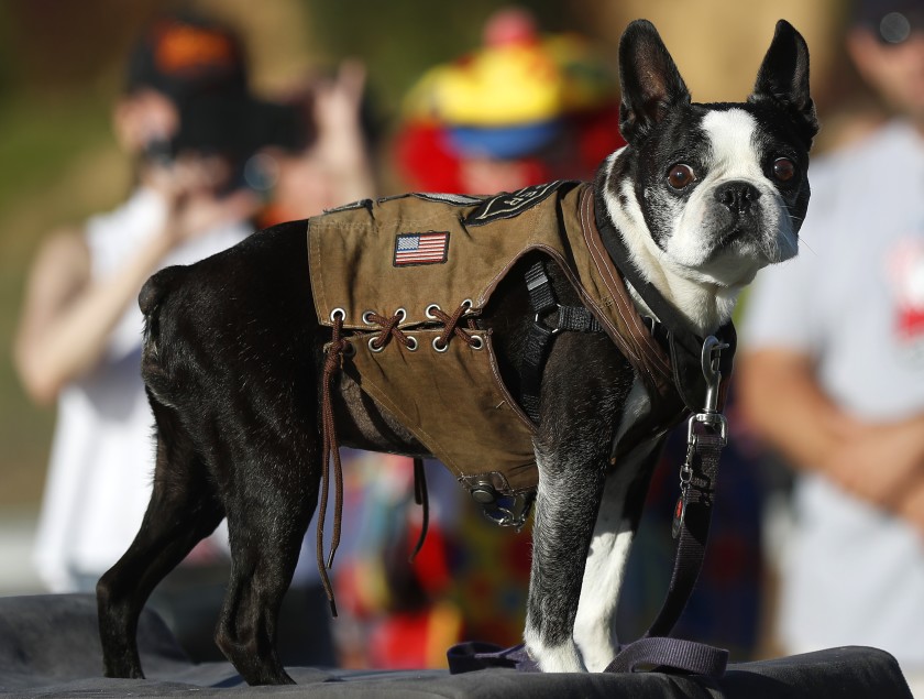 Chopper The Biker Dog - WORKING DOG REGISTRY