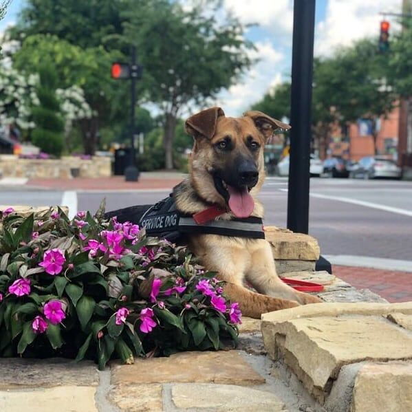 Service Dogs Need Homes - Working Dog Registry