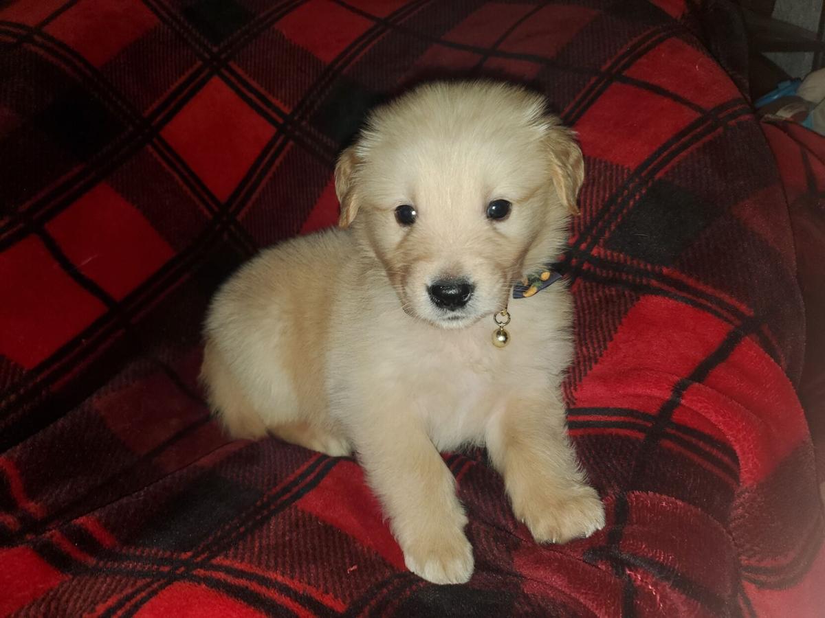 Jax Brings Comfort - Working Dog Registry