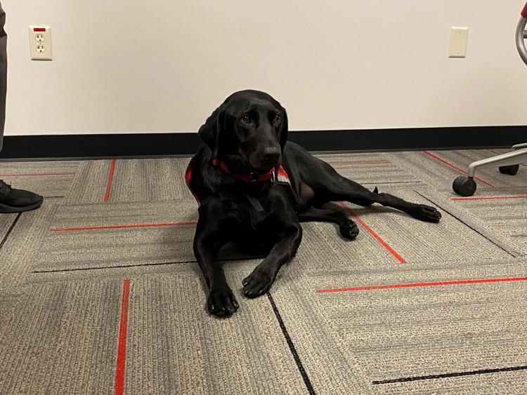 Pawfficer Sage | WORKING DOG REGISTRY