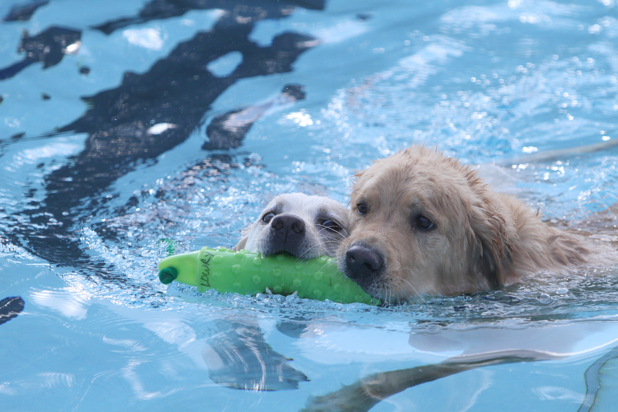 Dog Day At The Pool - Working Dog Registry