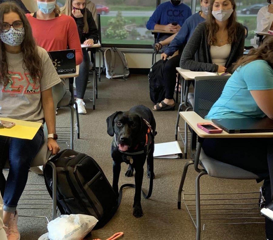 Dogs In Classrooms - Working Dog Registry