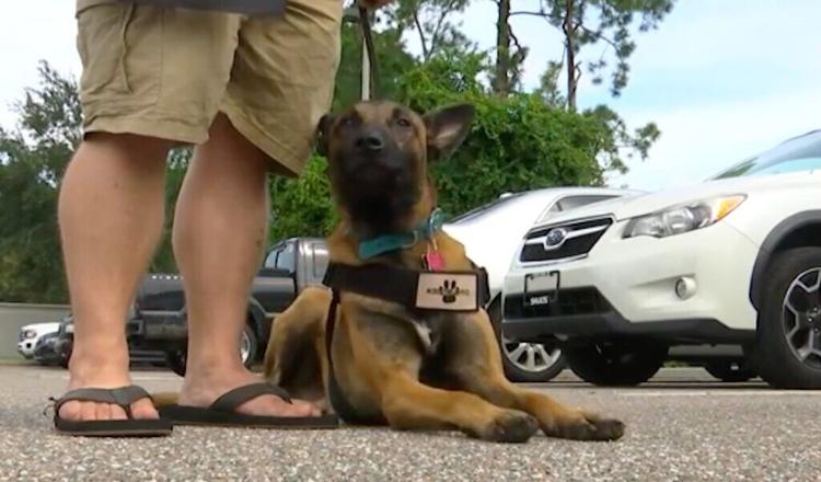 Service Dog Denied | WORKING DOG REGISTRY