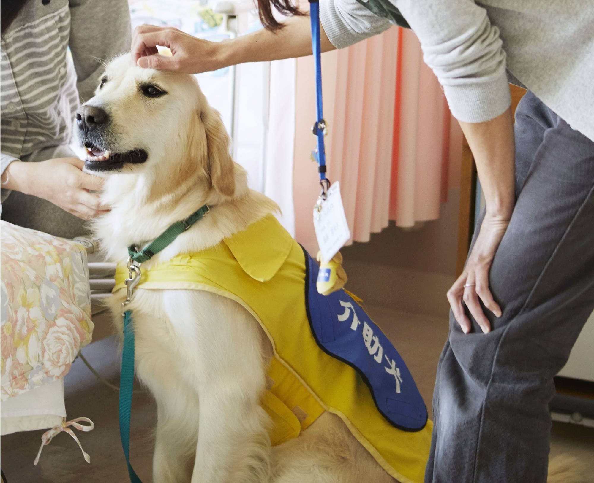 Dog Makes Court Appearance - Working Dog Registry