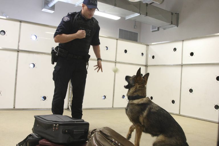RCMP Police Dog | WORKING DOG REGISTRY