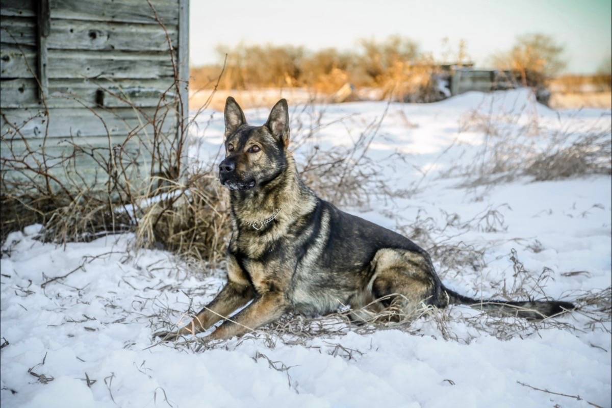 RCMP Police Dogs | WORKING DOG REGISTRY