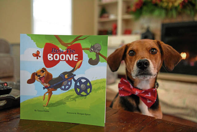 Meet Boone The Therapy Dog | WORKING DOG REGISTRY