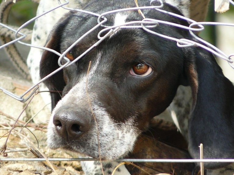 Animal Mistreatment | WORKING DOG REGISTRY