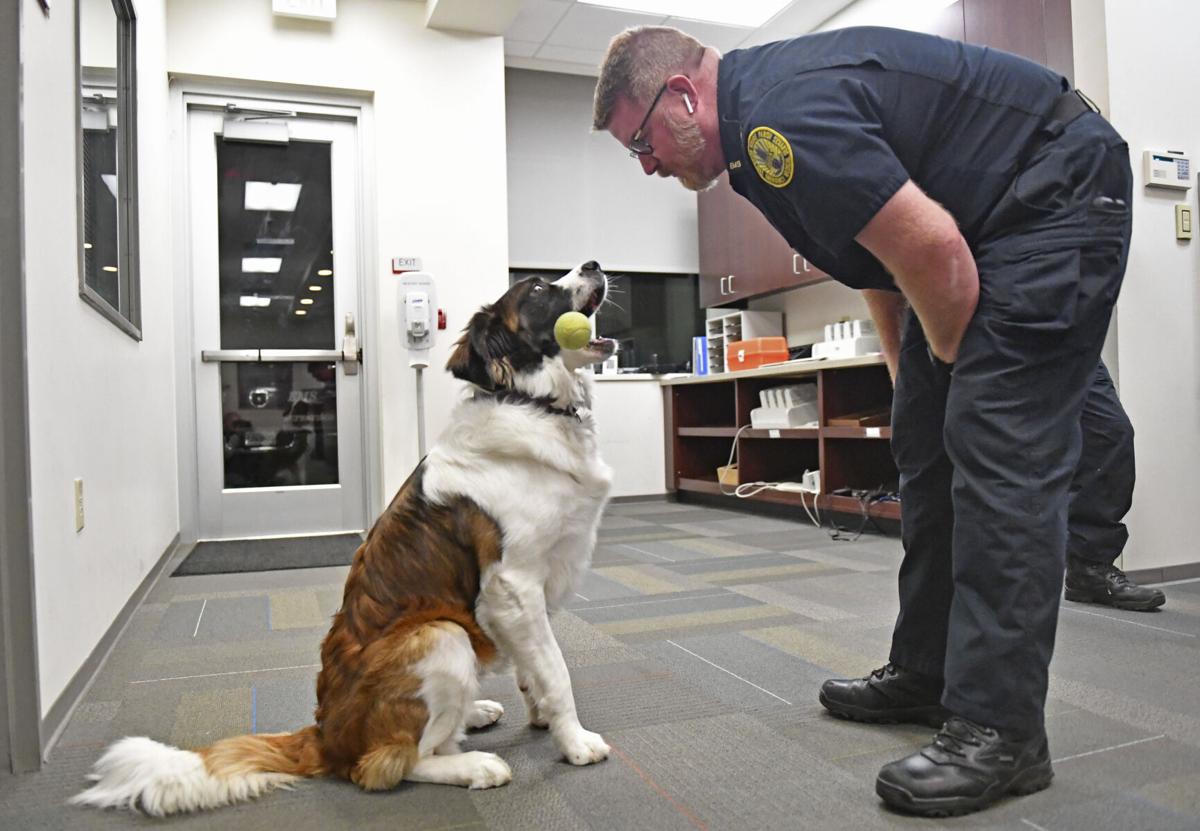 Service Dog Joins Team - Working Dog Registry