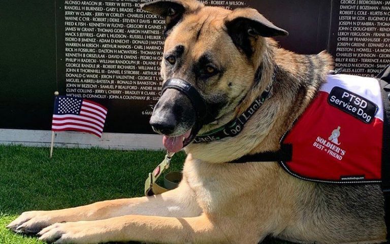 Veterans Service Dogs | WORKING DOG REGISTRY