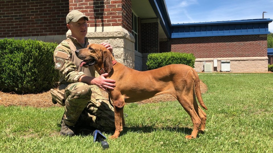 Retired Service Dog | WORKING DOG REGISTRY